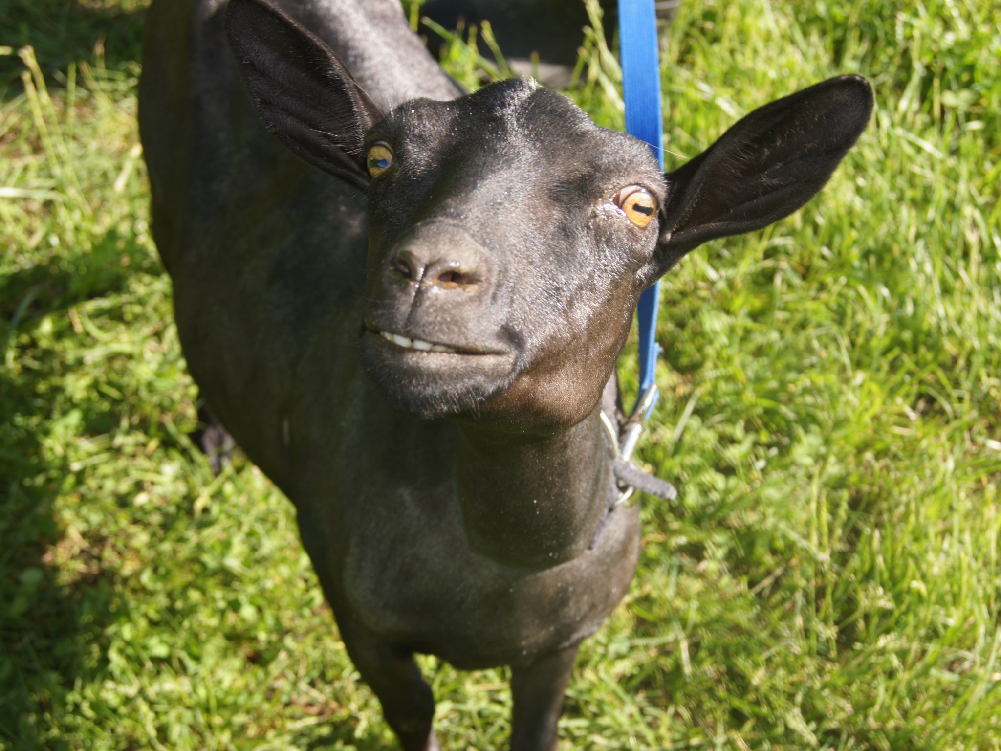 St. Joseph's Goat Farm – Raising Nigerian Dwarf Goats
