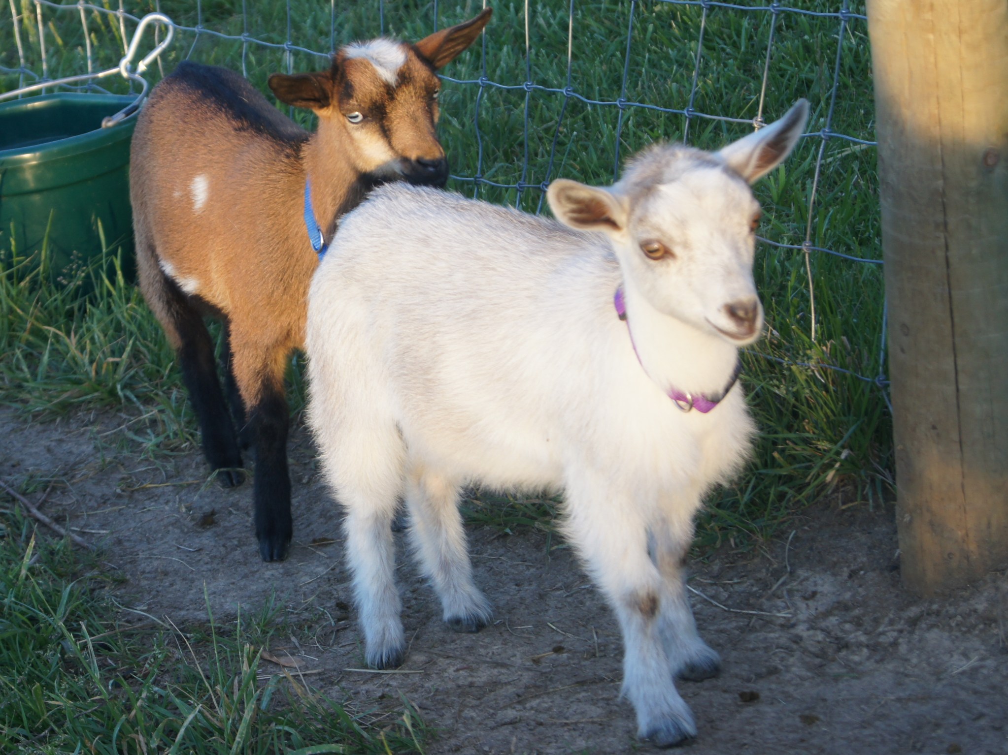 St. Joseph's Goat Farm – Raising Nigerian Dwarf Goats