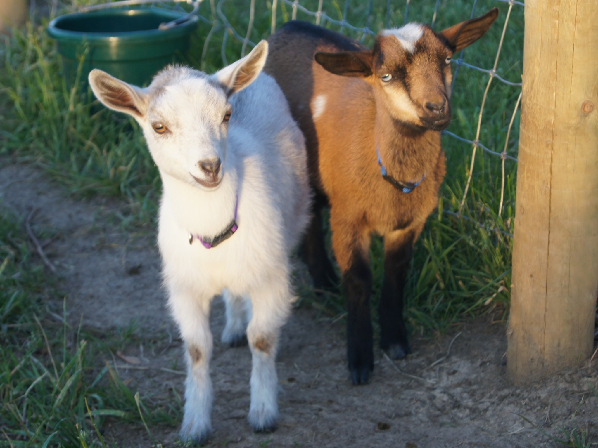 St. Joseph's Goat Farm – Raising Nigerian Dwarf Goats